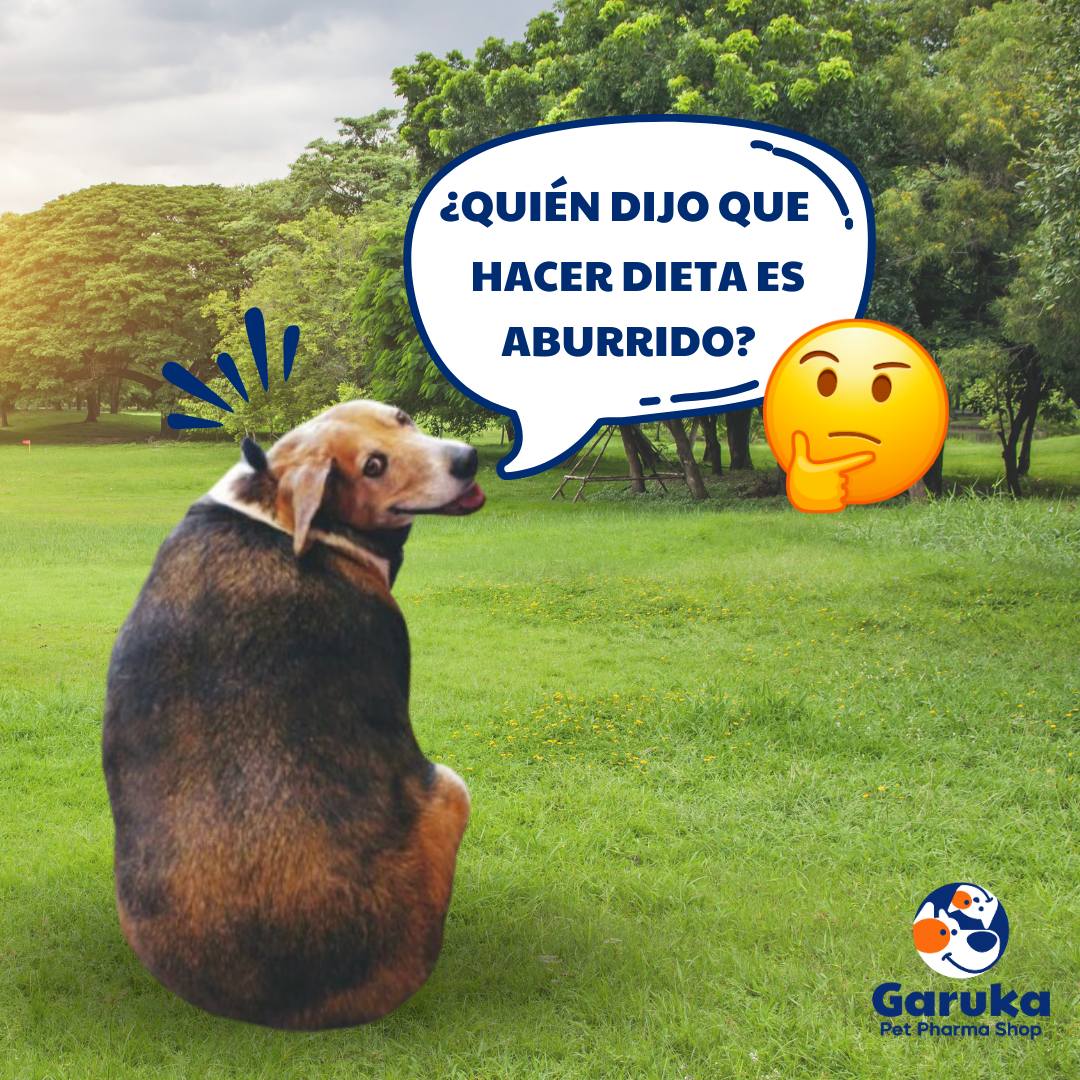Preguntas frecuentes - Garuka